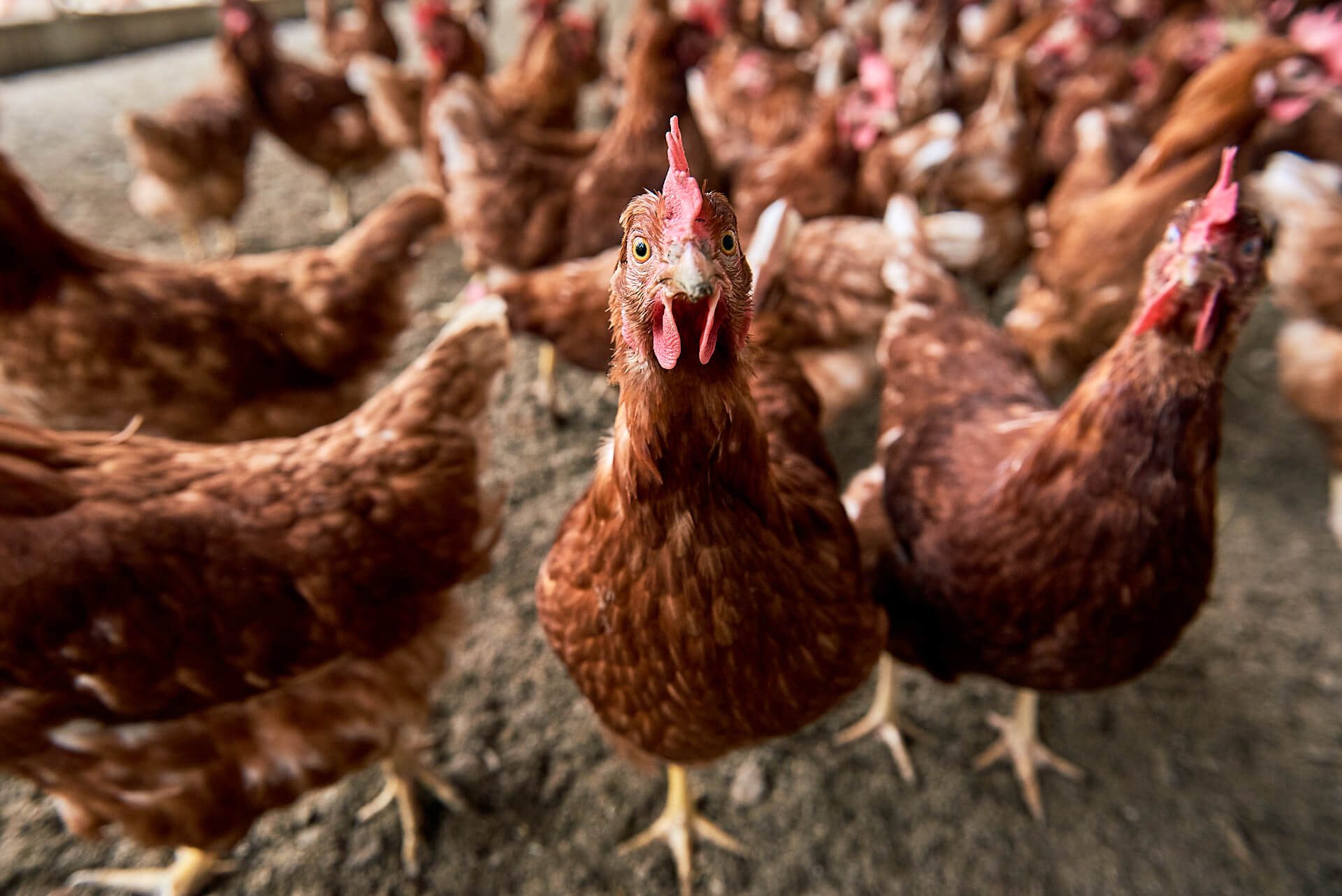 Unsere Hühner - Obermeier-Frischeier - Für Tierwohl